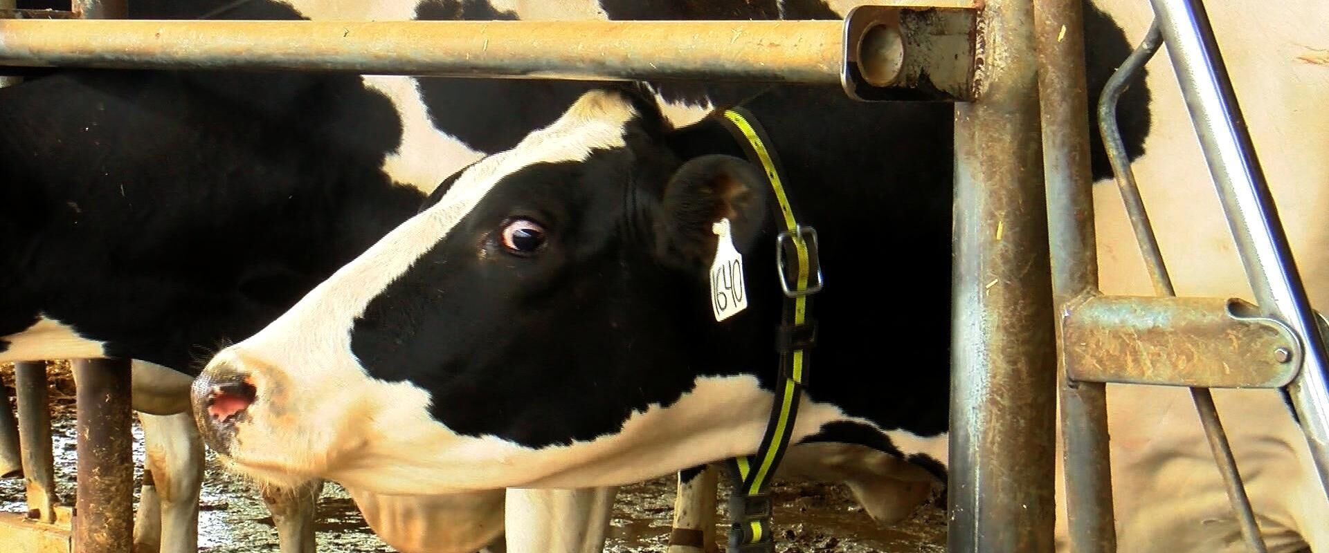 Revolutionizing the Dairy Industry in Eau Claire, Wisconsin: How ...